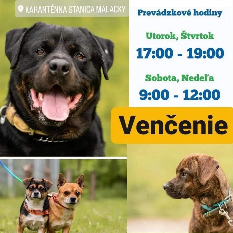 Karanténna stanica pre psíkov uvíta každú pomoc